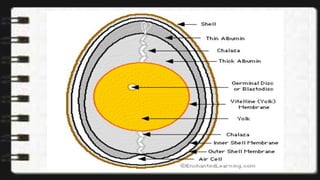Lesson 6 Physical Structure and Composition of Egg | PPTX