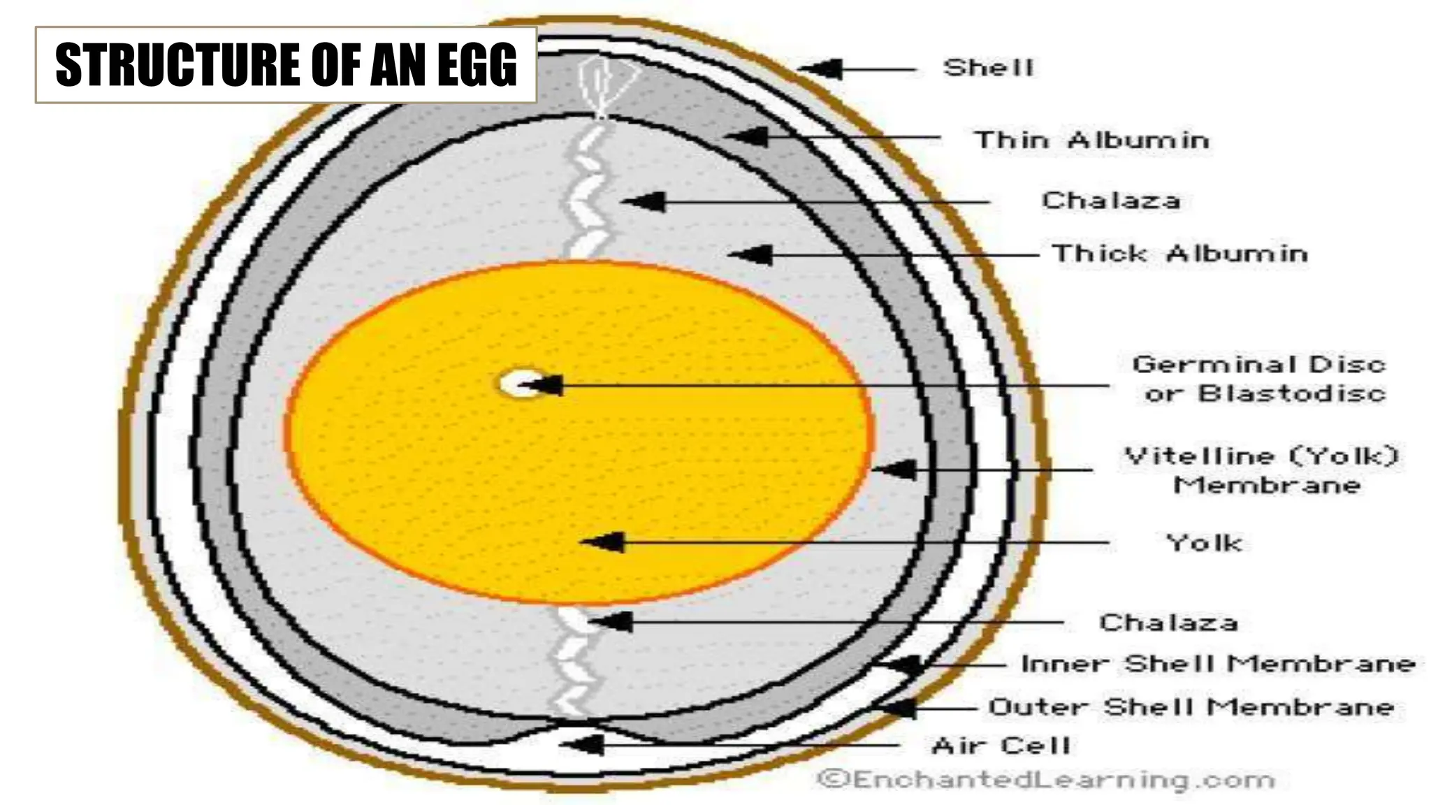 lesson6physicalstructureandcompositionofegg-190220011246 (1).pptx