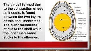 lesson6physicalstructureandcompositionofegg-190220011246 (1).pptx