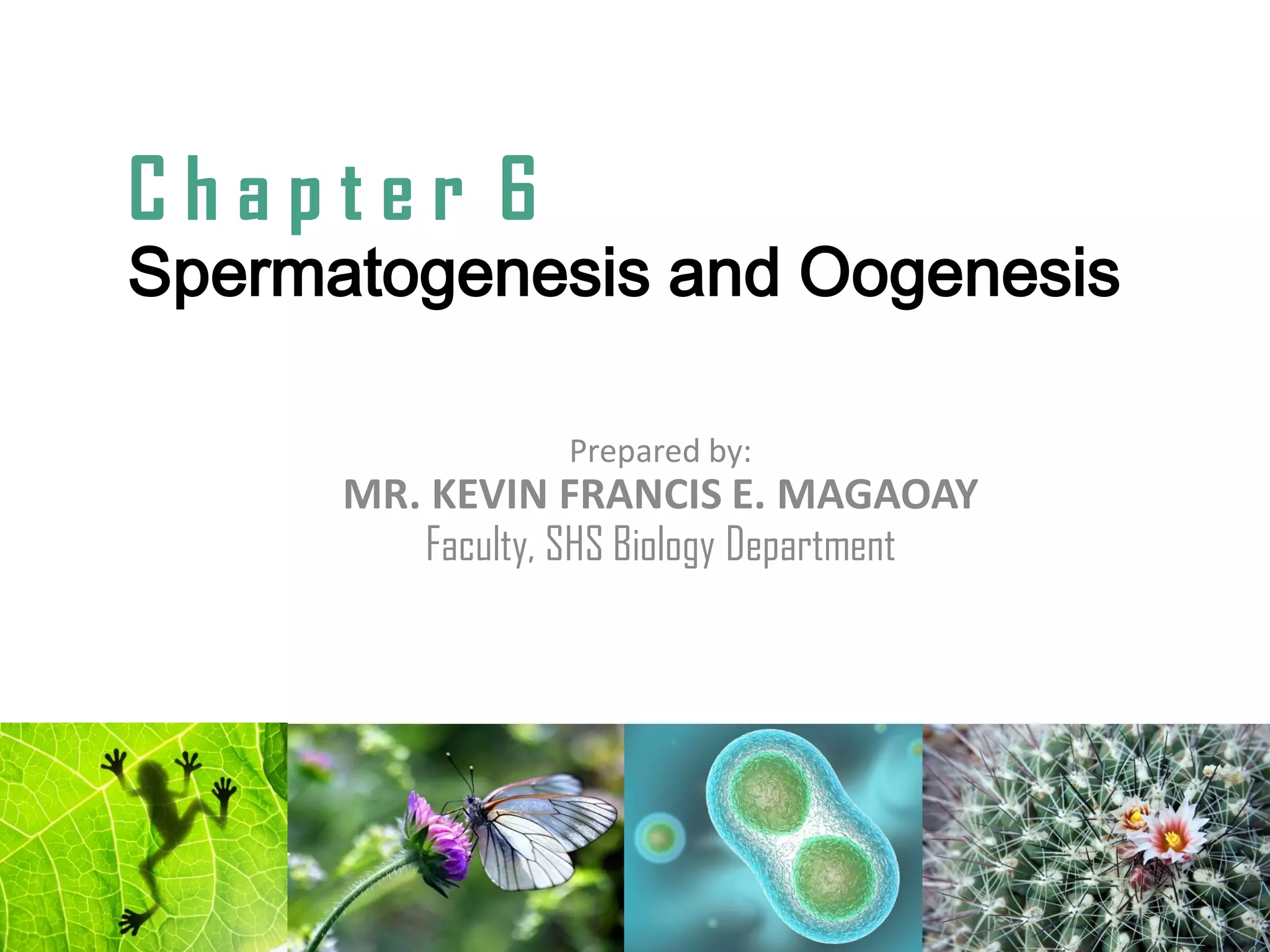 Lesson 6 Spermatogenesis and Oogenesis | PDF