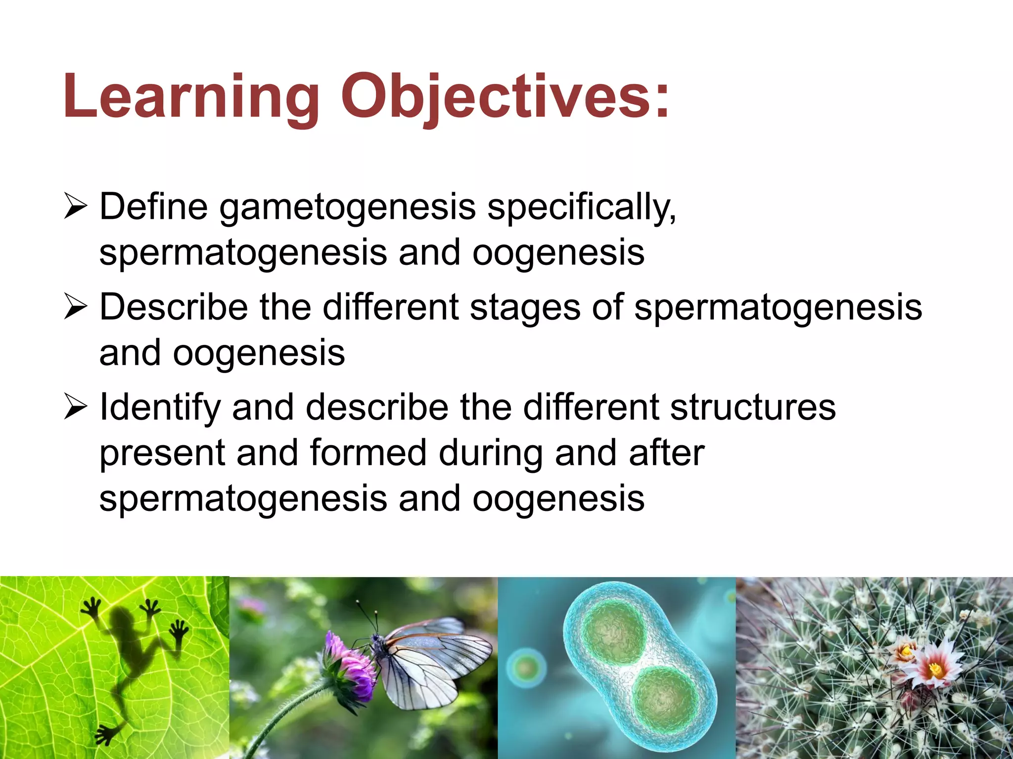 Lesson 6 Spermatogenesis and Oogenesis | PDF