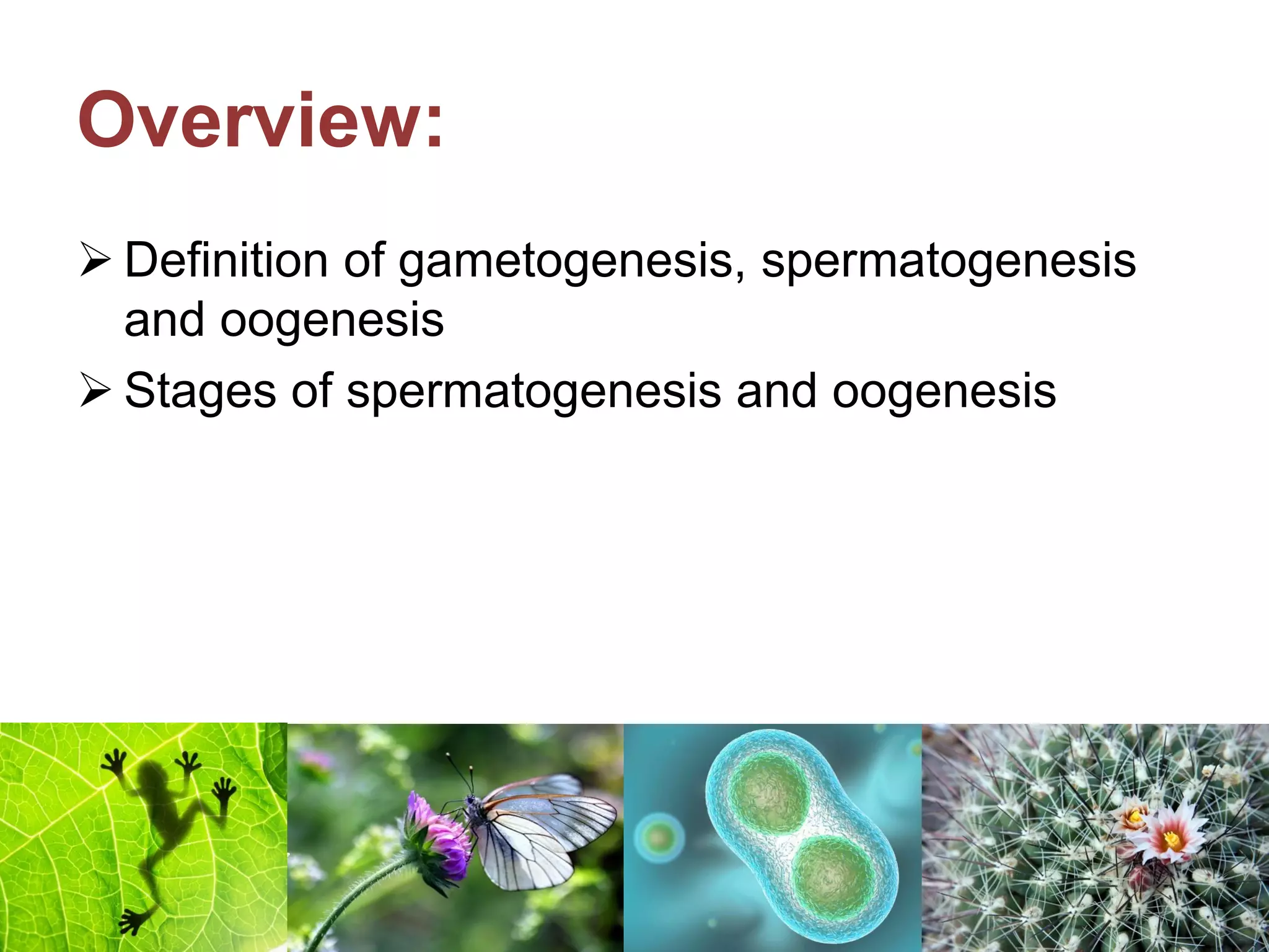 Lesson 6 Spermatogenesis and Oogenesis | PDF
