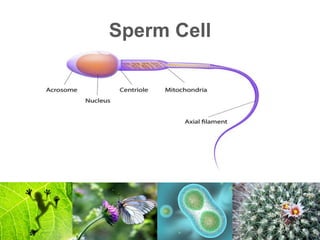 Lesson 6 Spermatogenesis and Oogenesis | PDF