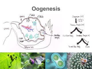 Spermatogenesis And Oogenesis Diagram