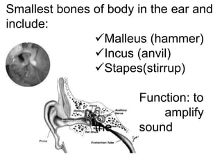 Biology Lesson7.1 | PPT