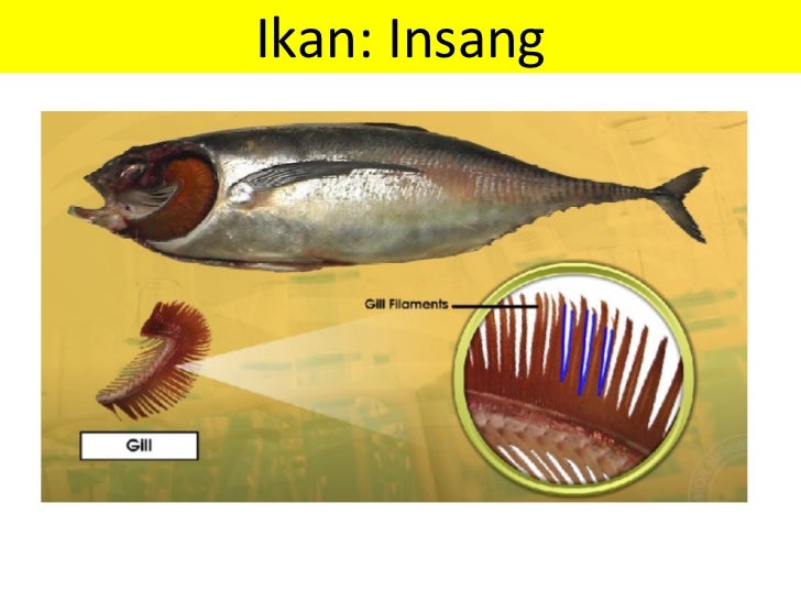 Insang Ikan Dalam Bahasa Inggeris - BradleyteHuff