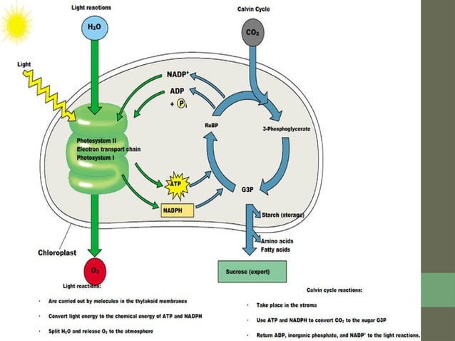 Lesson 7. Power Point Presentation Photosynthesis | PPTX