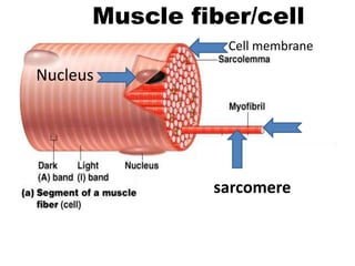 Biology Lesson7.6 | PPTX | Computer Peripherals | Computing