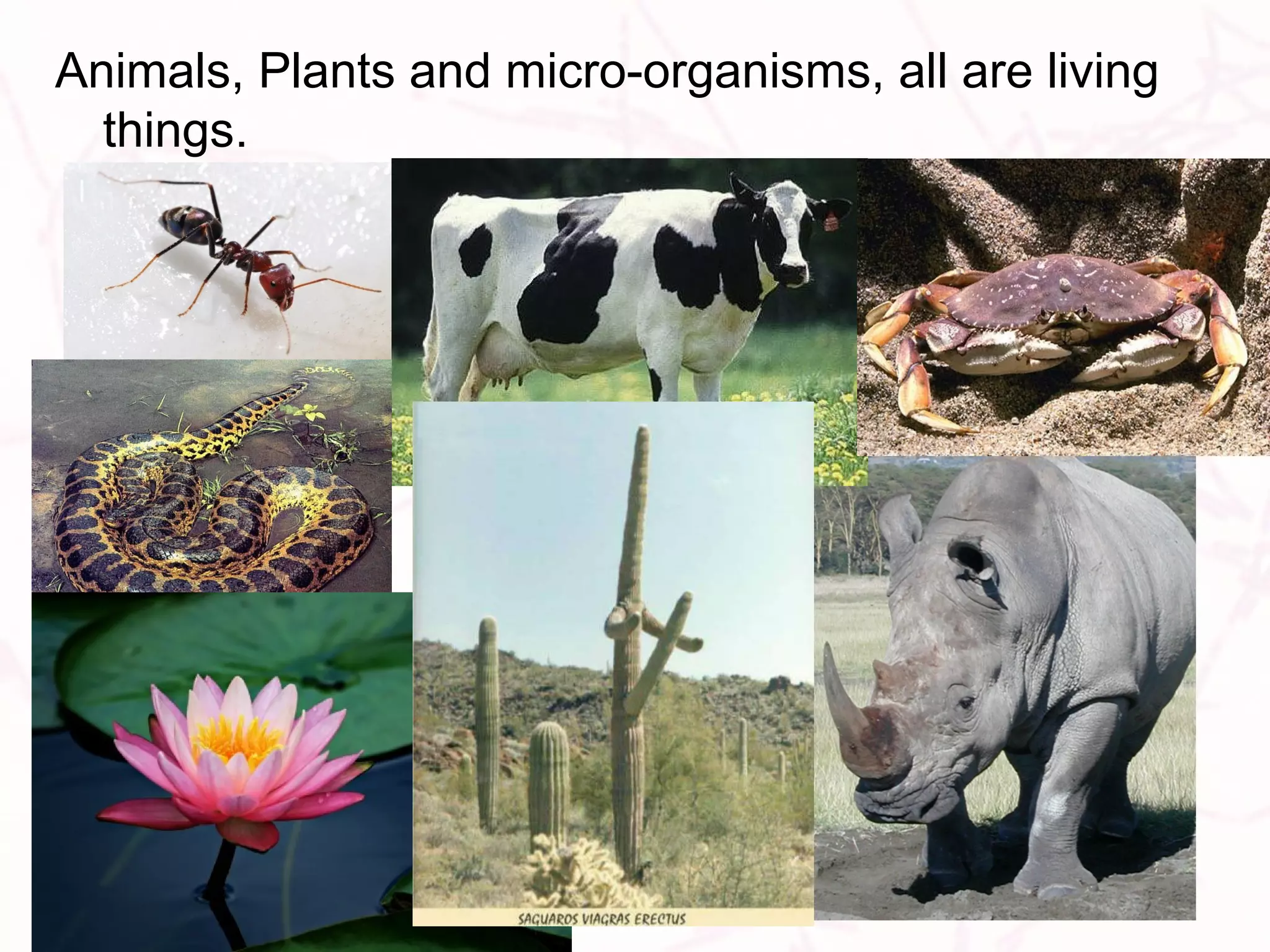 Cell structure and micro-organisms | PPT