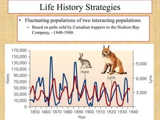 Carrying Capacity Animals