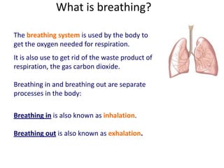 Mrs Abrey Lesson 7 structure of lung | PPTX