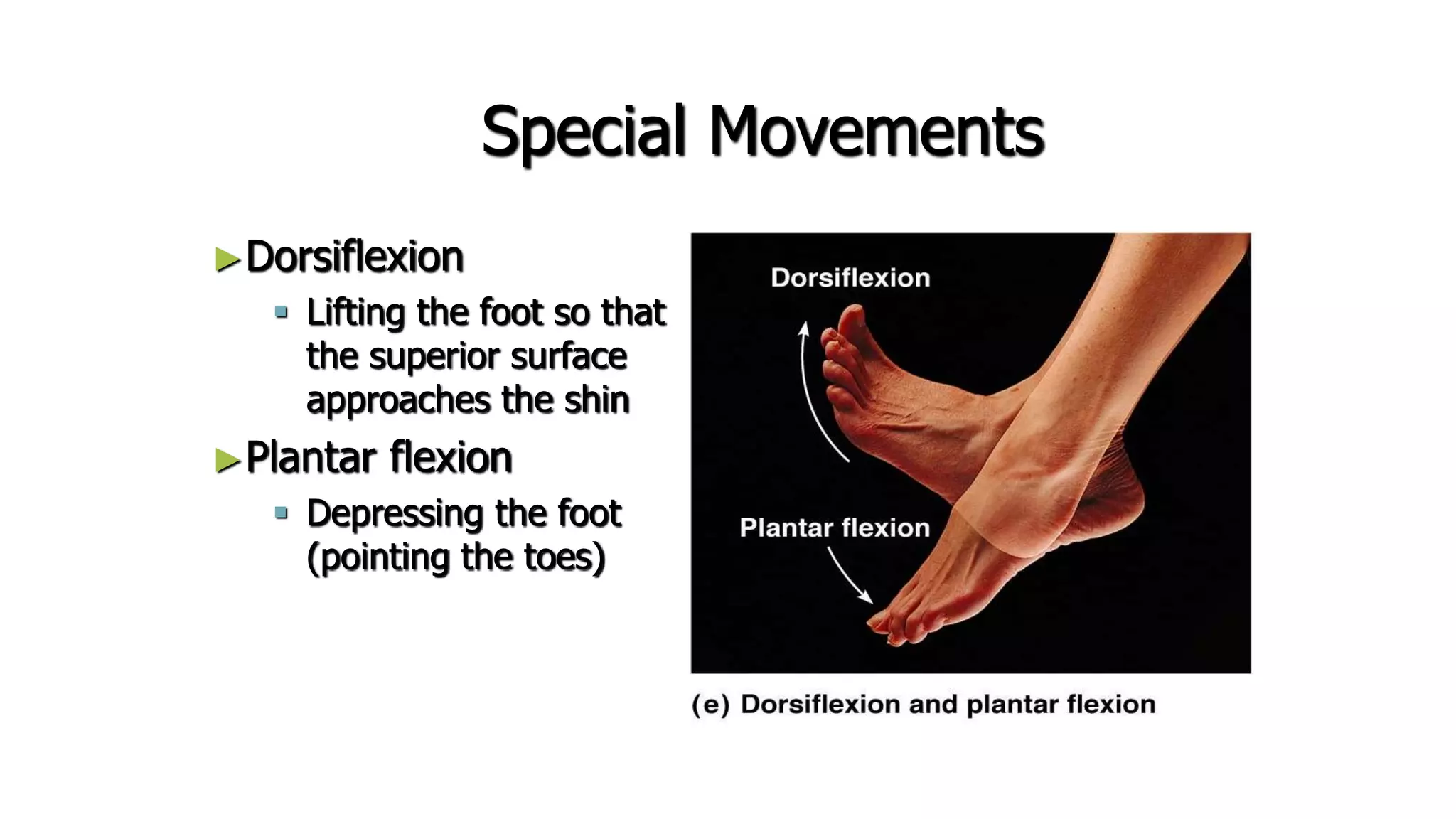Lesson 7 (Anatomical Locations and FundamentalMovements).pptx
