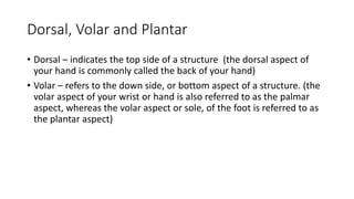 Lesson 7 (Anatomical Locations and FundamentalMovements).pptx