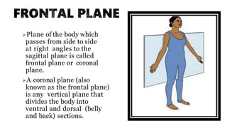 Lesson 7 (Anatomical Locations and FundamentalMovements).pptx