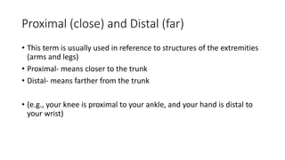 Lesson 7 (Anatomical Locations and FundamentalMovements).pptx