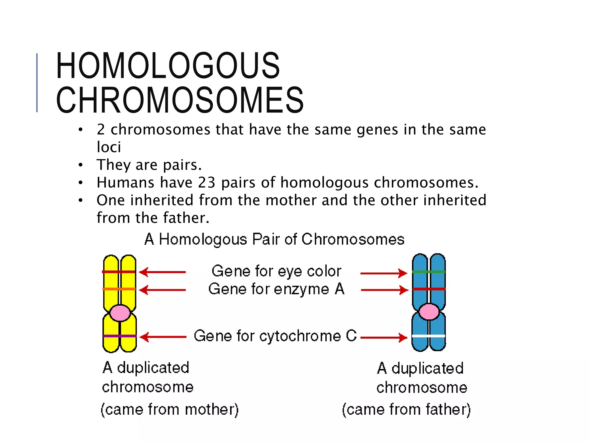 Lesson 7 heredity | PPT