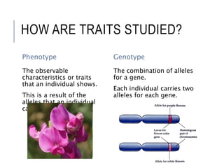 Lesson 7 heredity | PPT