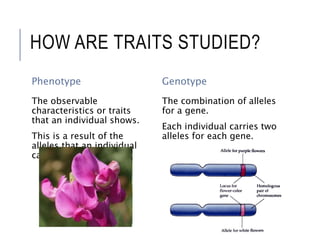 Heredity | PPT