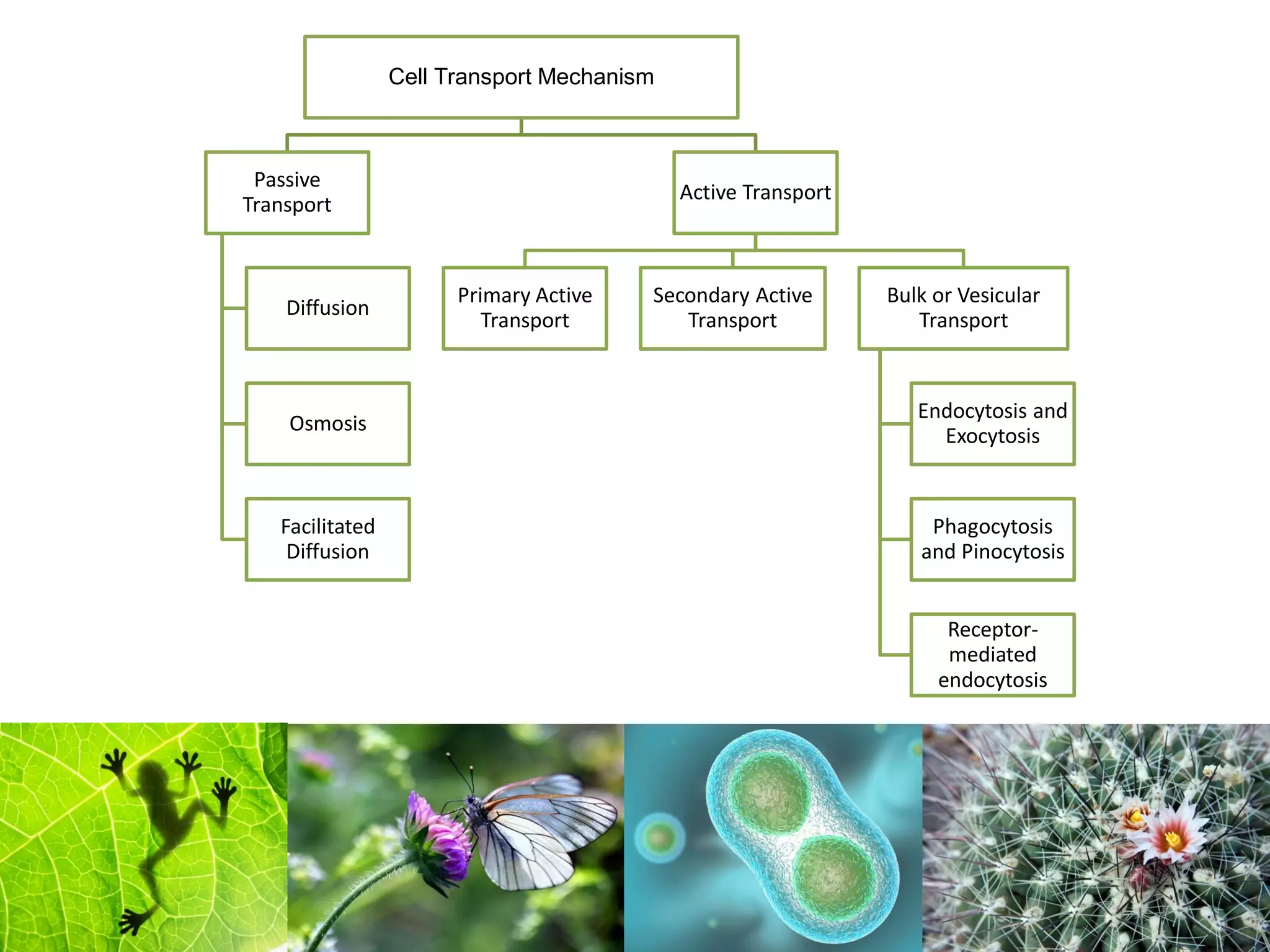 Lesson 7 Transport Mechanisms | PDF