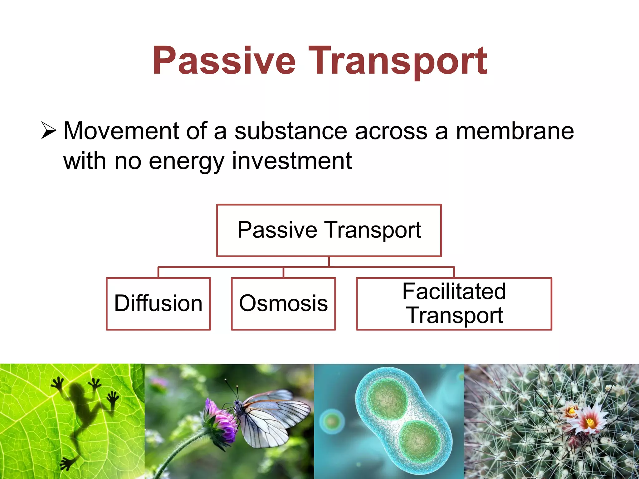 Lesson 7 Transport Mechanisms | PDF