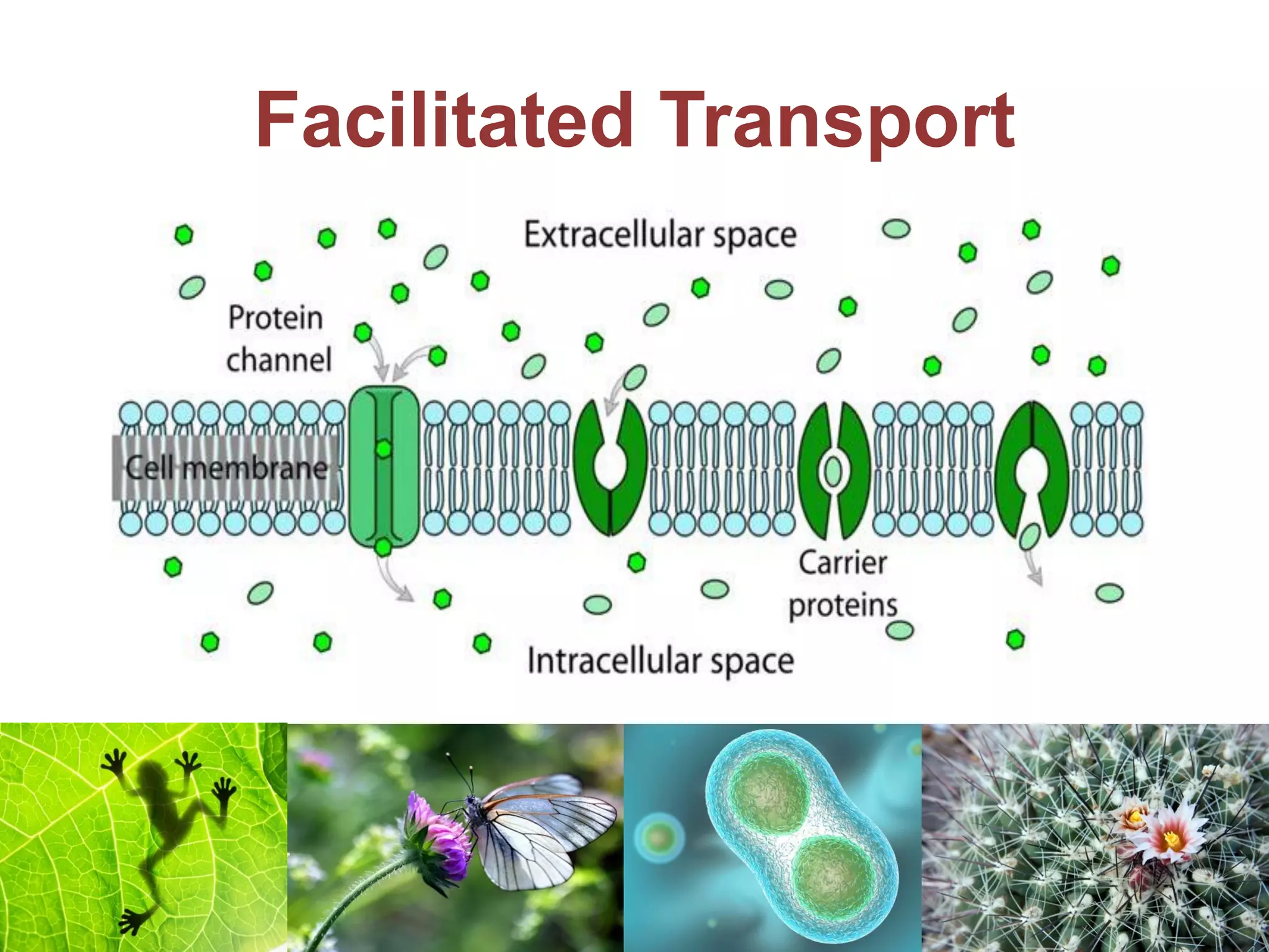Lesson 7 Transport Mechanisms | PDF