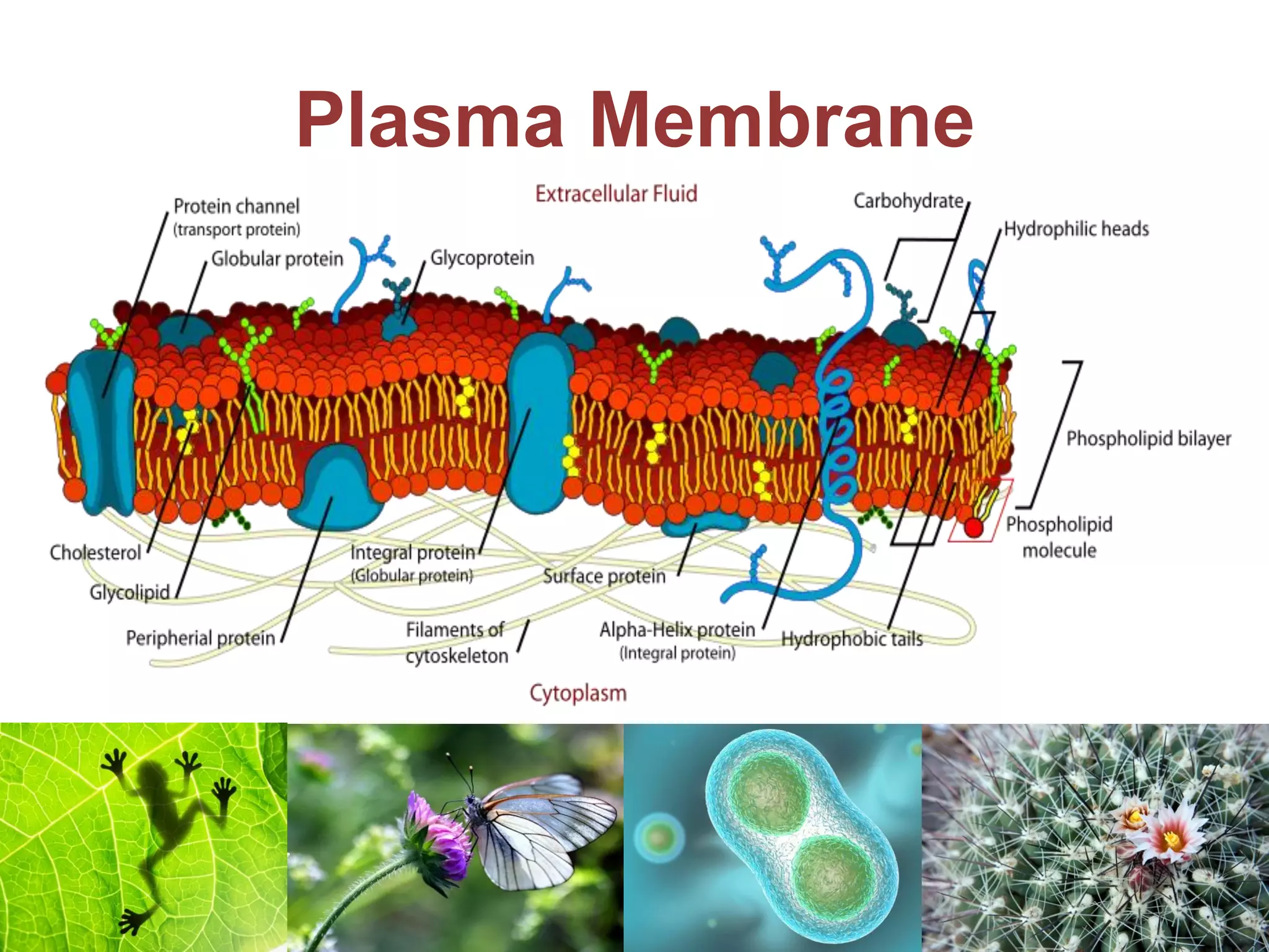 Lesson 7 Transport Mechanisms | PDF