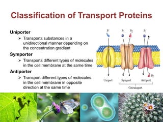 Lesson 7 Transport Mechanisms | PDF