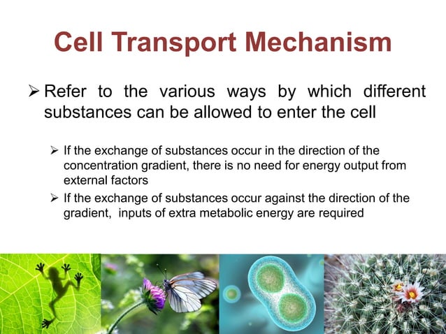 Lesson 7 Transport Mechanisms | PDF