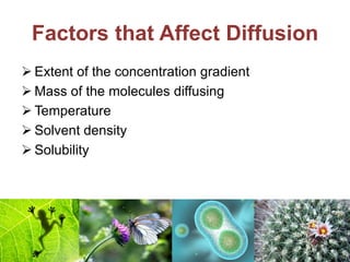 Lesson 7 Transport Mechanisms | PDF
