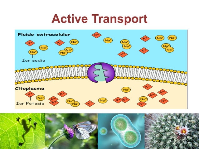 Lesson 7 Transport Mechanisms | PDF
