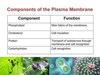 Lesson 7 Transport Mechanisms | PDF