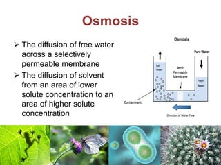 Osmosis Examples In Real Life