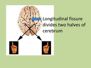 Biology Lesson8.3 | PPTX | Brain and Nervous System Disorders ...