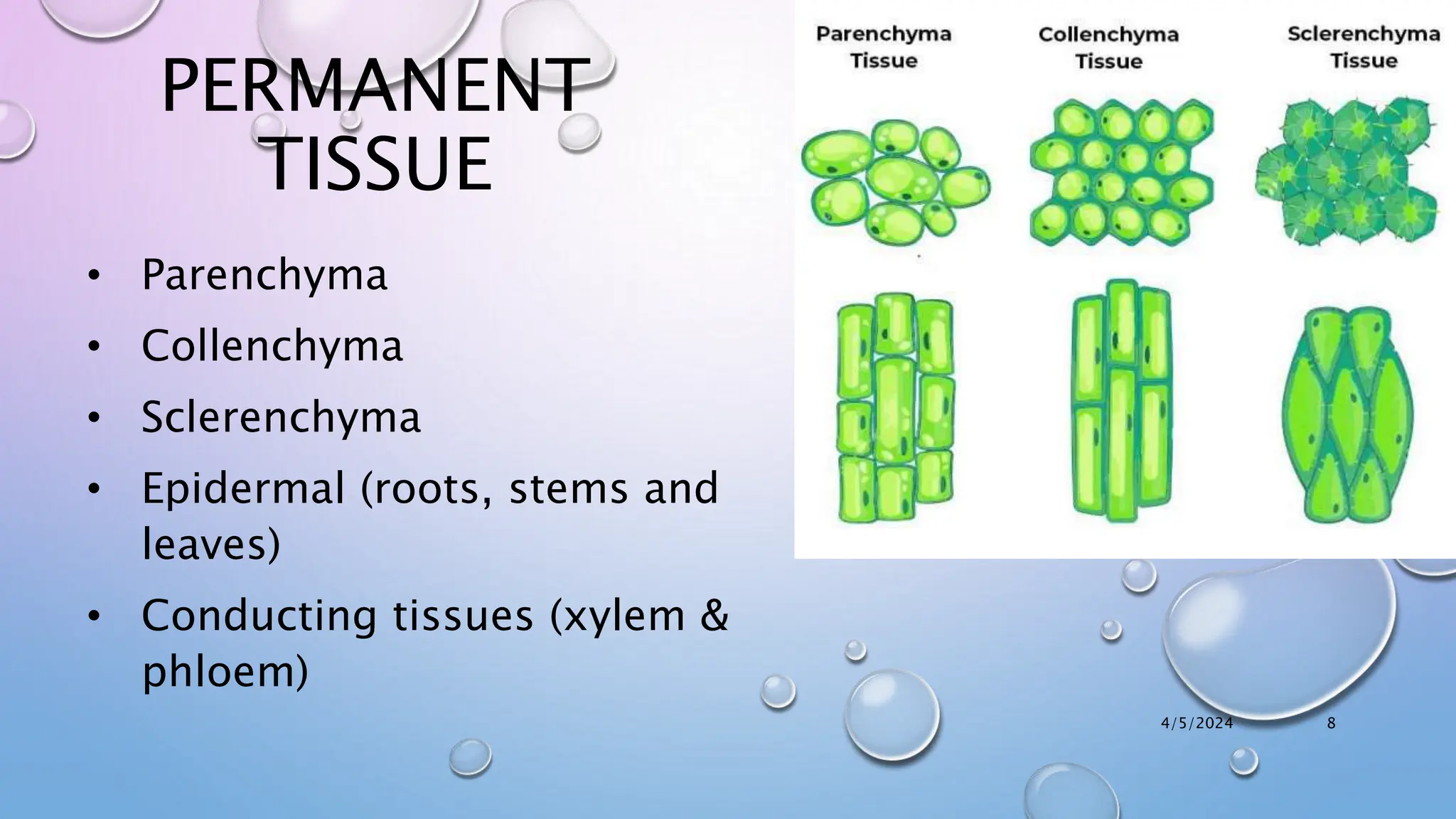 Lesson 8 - Plant and Animal Tissues.pptx