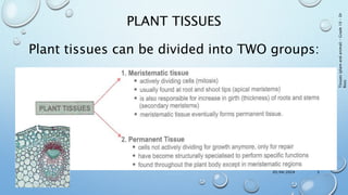 Lesson 8 - Plant and Animal Tissues.pptx