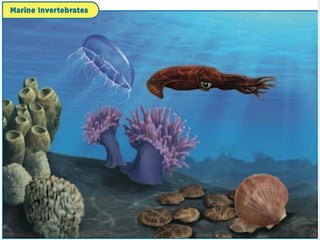 Lesson 8 &9_Vertebrates and Invertebrates.ppt