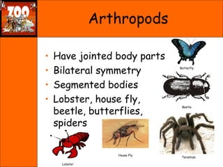 Lesson 8 &9_Vertebrates and Invertebrates.ppt