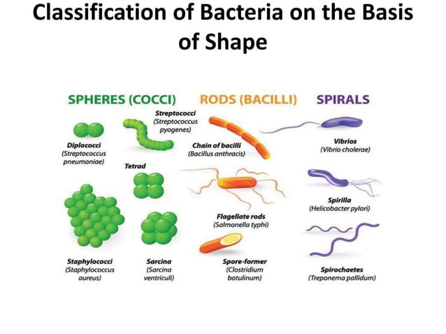 LESSON 8A - Basic Classification of Bacteria.pptx | Infectious Diseases ...
