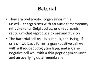 LESSON 8A - Basic Classification of Bacteria.pptx