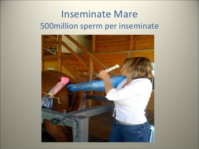 Lesson 8 artificial insemination in the equine