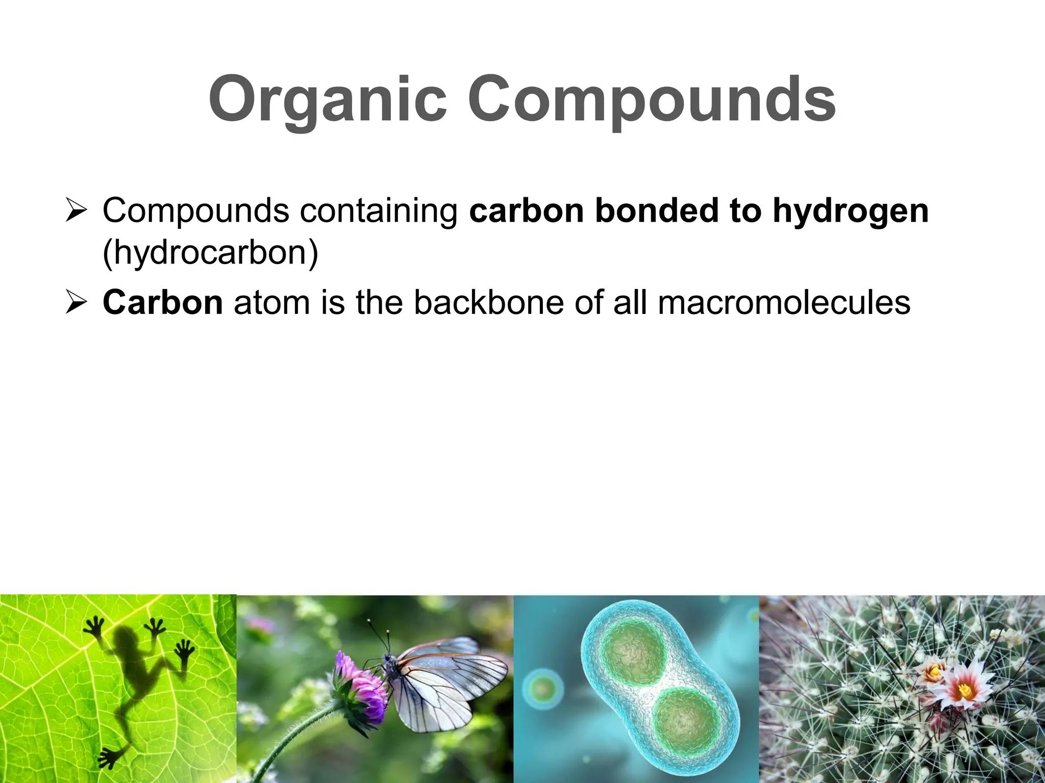 Lesson 8 Introduction to Biological Molecules | PDF