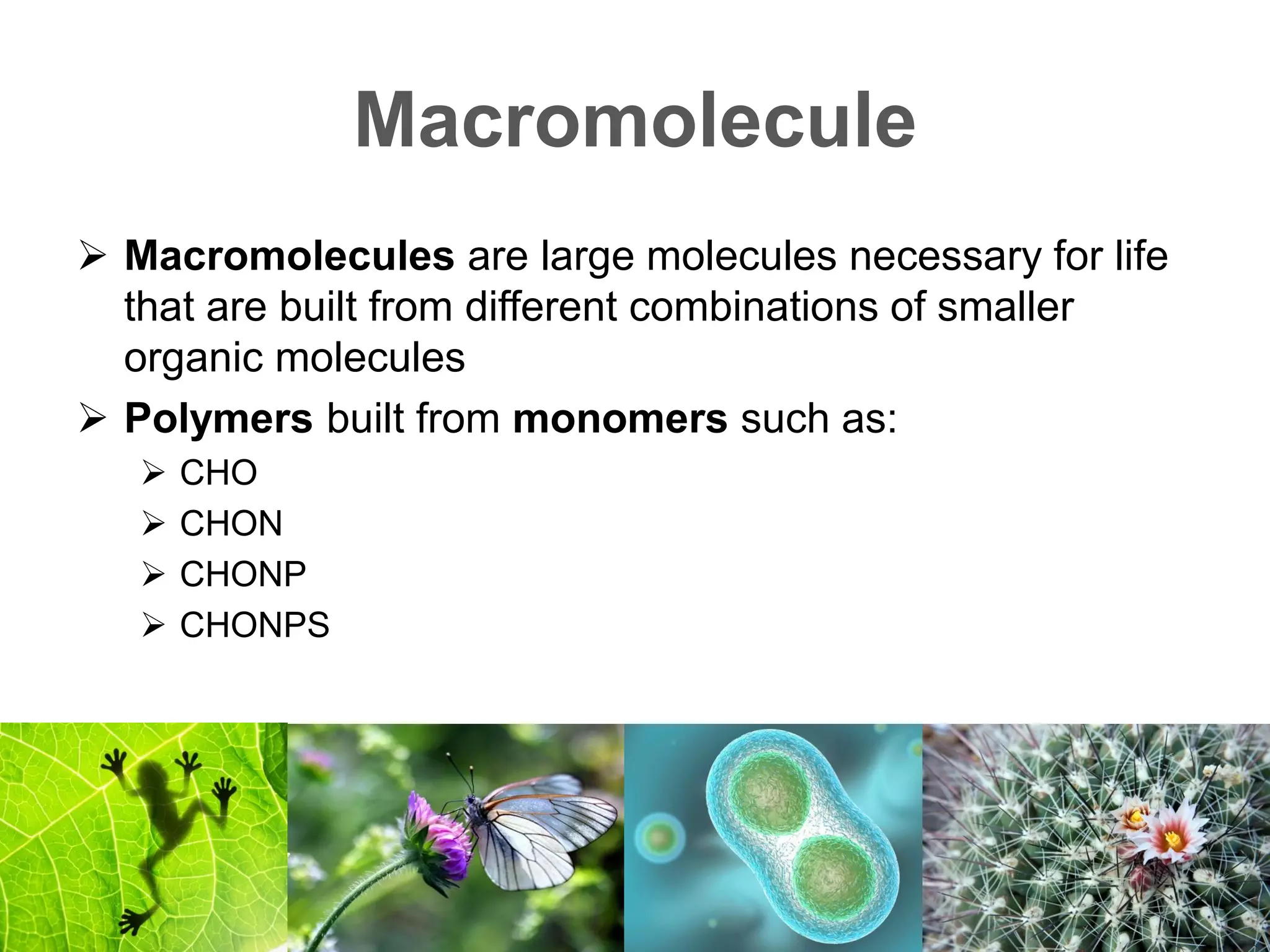 Lesson 8 Introduction to Biological Molecules | PDF