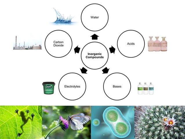 Lesson 8 Introduction to Biological Molecules | PDF | Chemistry | Science
