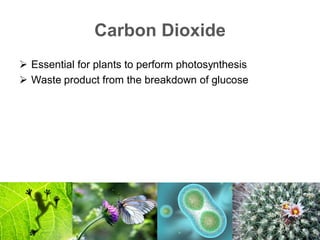 Lesson 8 Introduction to Biological Molecules | PDF