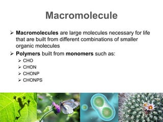 Lesson 8 Introduction to Biological Molecules | PDF