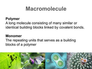 Lesson 8 Introduction to Biological Molecules | PDF