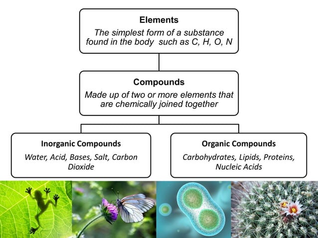Lesson 8 Introduction to Biological Molecules | PDF | Chemistry | Science