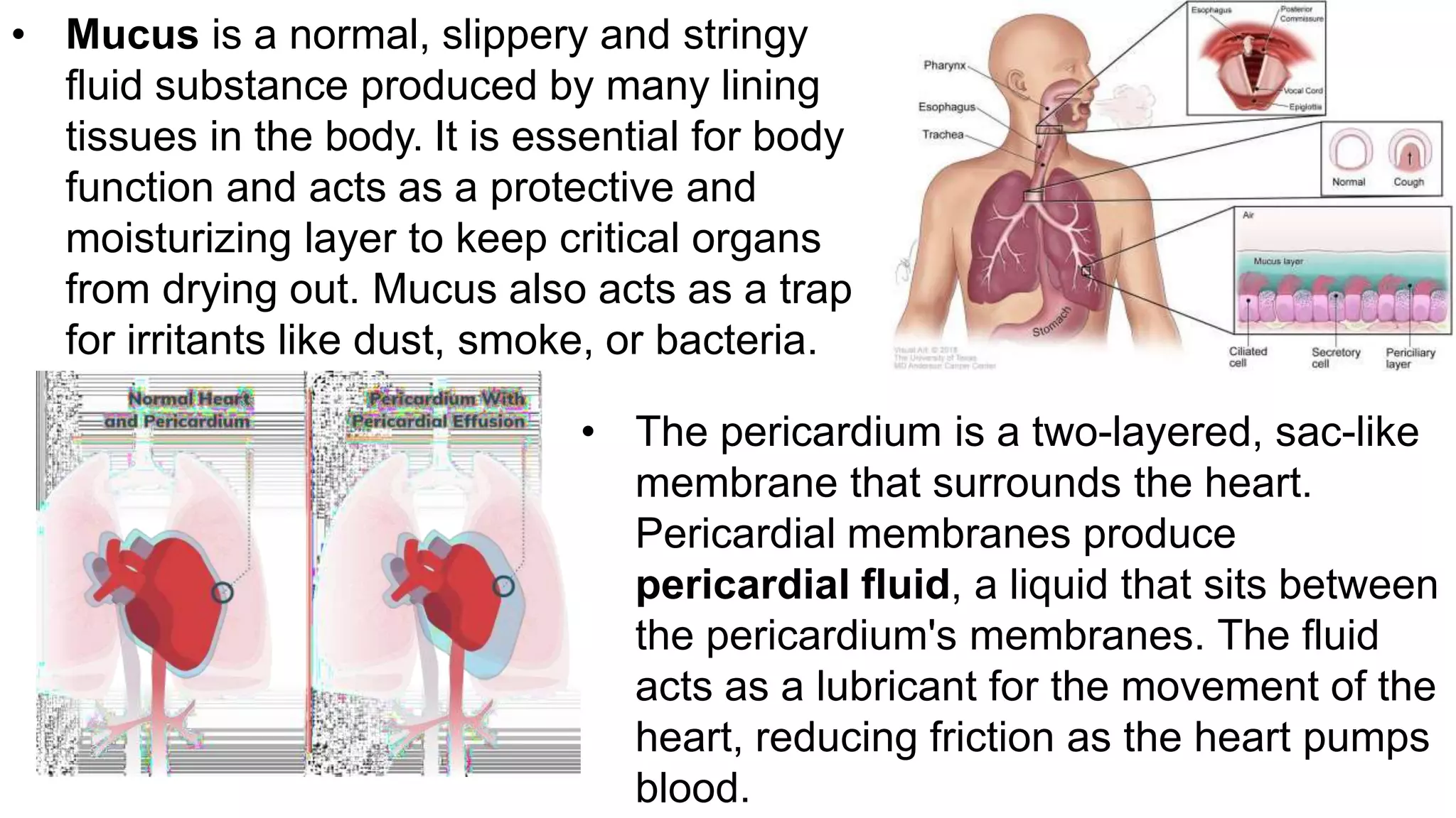 Lesson 8 BODY FLUIDS.pptx