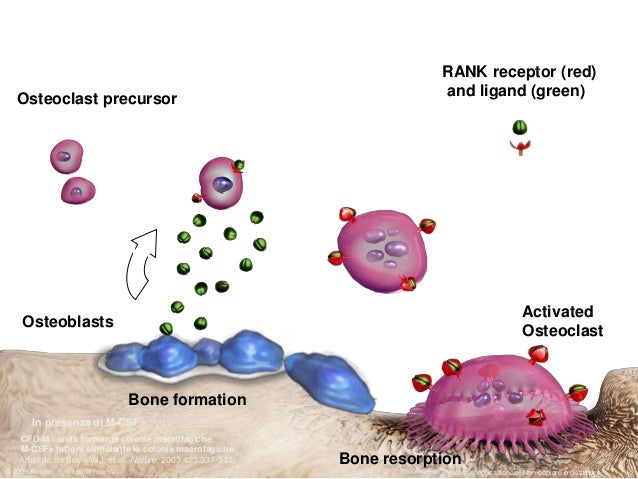Osteoblasti Wikipedia Osteoblasts Are Cells With A
