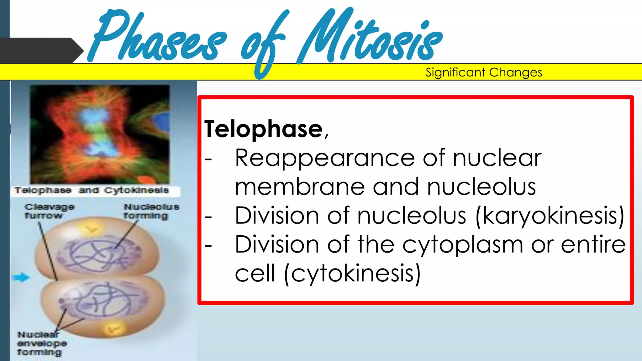 Lesson 8 cell division | PDF